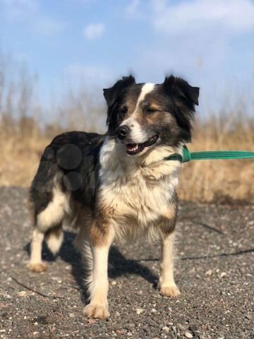 Маленькая Молли