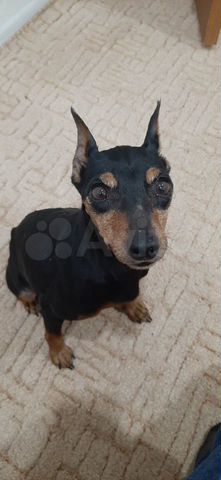 Цвергпинчер с клемом