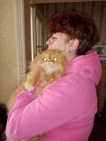 Персидская кот