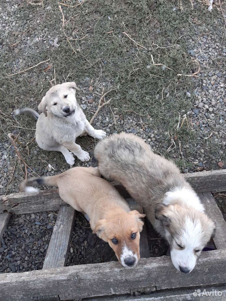 Щенки Кавказские