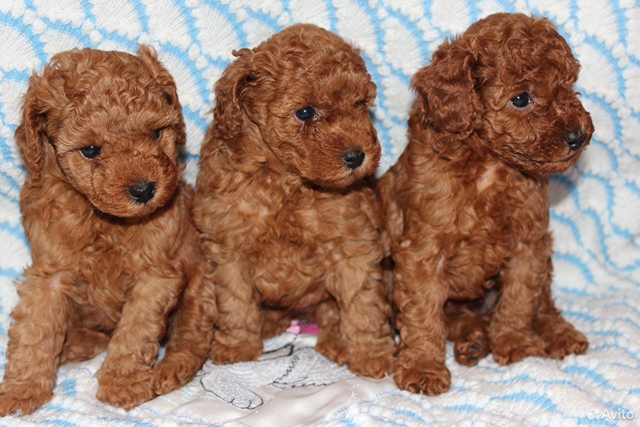 Той пудель щенок