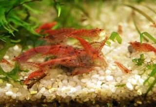 Криветки Вишня, отличные чистильщики для аквариума