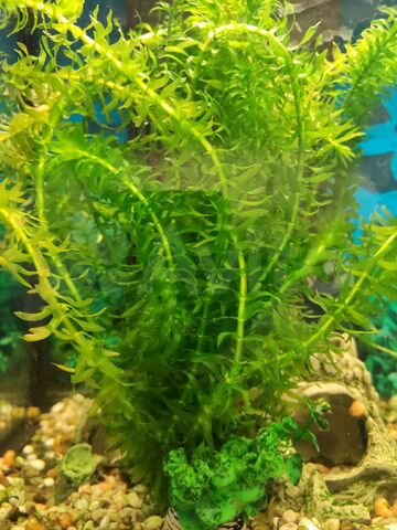 Живые растения для аквариума Элодея канадская